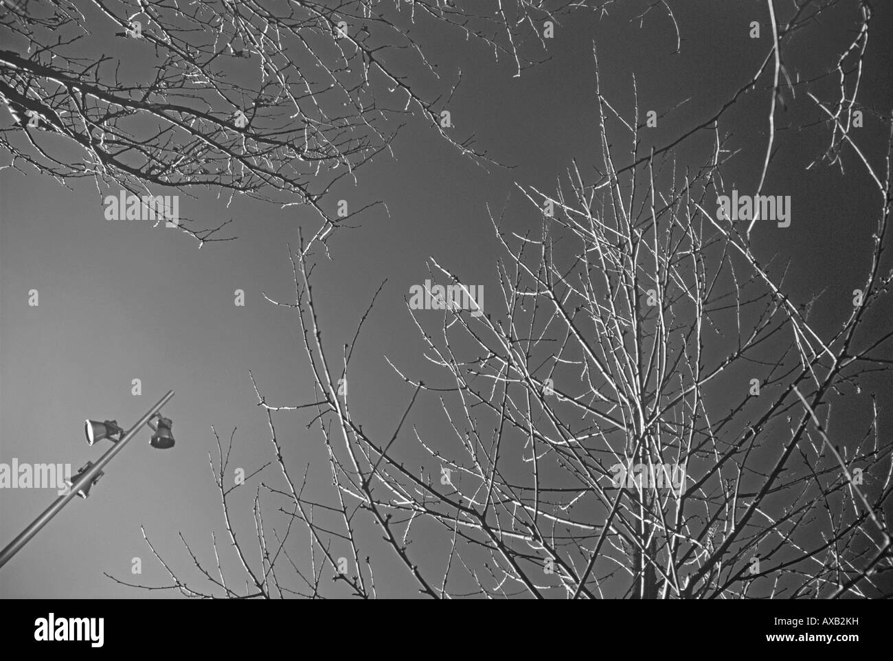 Photo young tree in Black and White Stock Photos & Images - Alamy