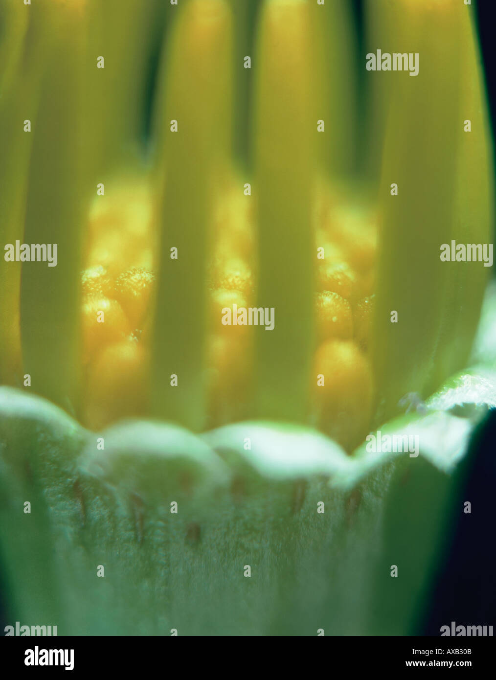 Flower petal microscope hi-res stock photography and images - Alamy