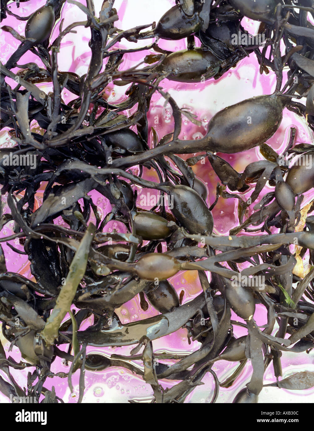 Tangled seaweed hi-res stock photography and images - Alamy