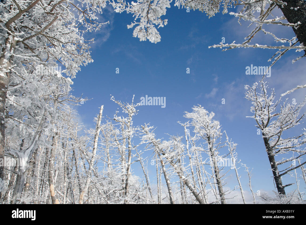 Snow covered forest along Hancock Loop Trail in the White Mountains New ...