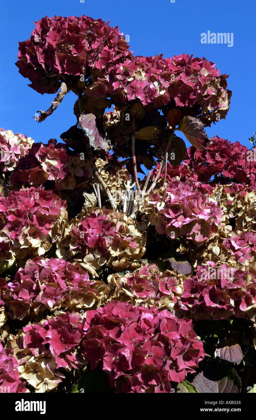 Sunbeam family uk hi-res stock photography and images - Alamy