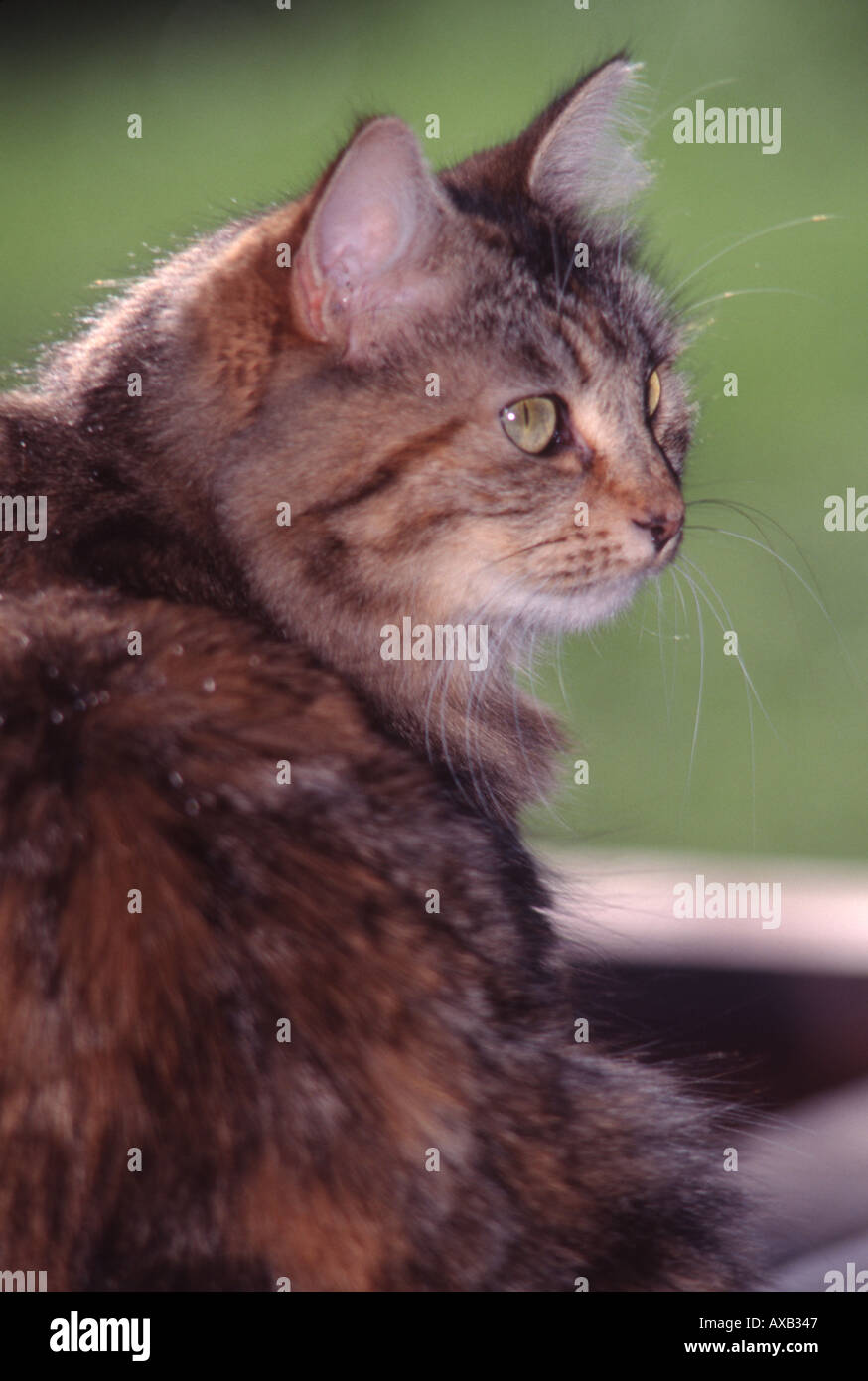 Tortoise shell cat hi-res stock photography and images - Alamy