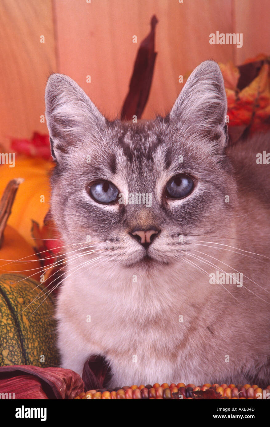 Lynx point Tabby Point Siamese Cat blue eyes Harvest Theme PR CL 156070 ...