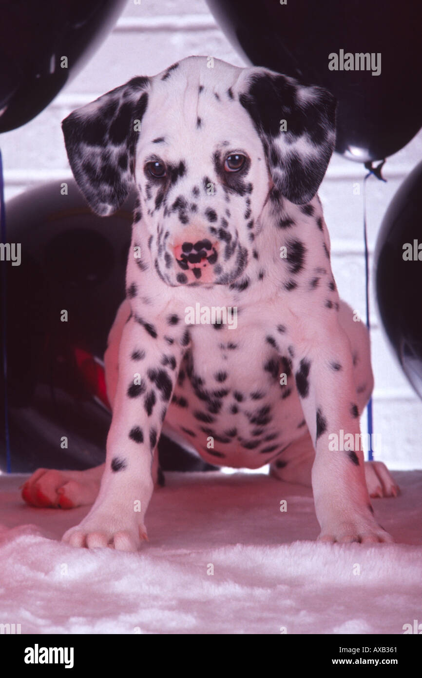 Puppy Dalmation with black balloons white background party celebration ...