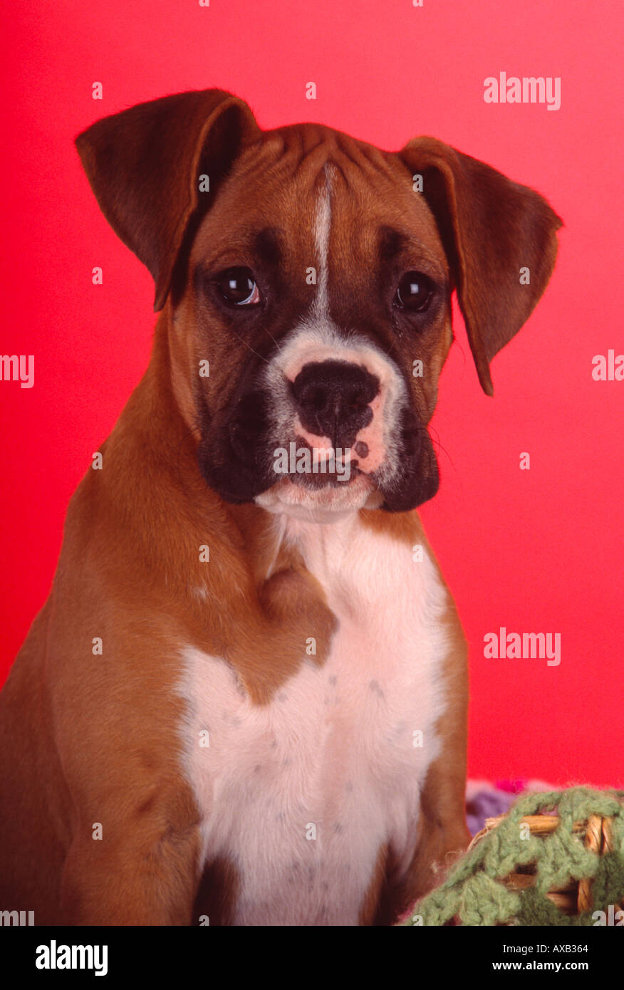 Quizical animal hi-res stock photography and images - Alamy