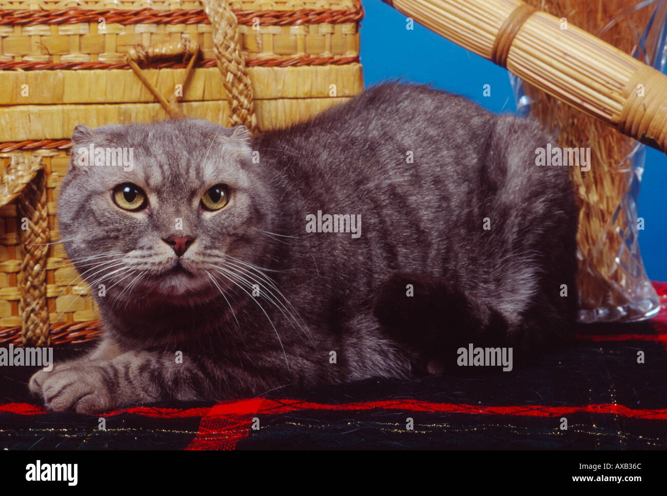 Scots cat hi-res stock photography and images - Alamy