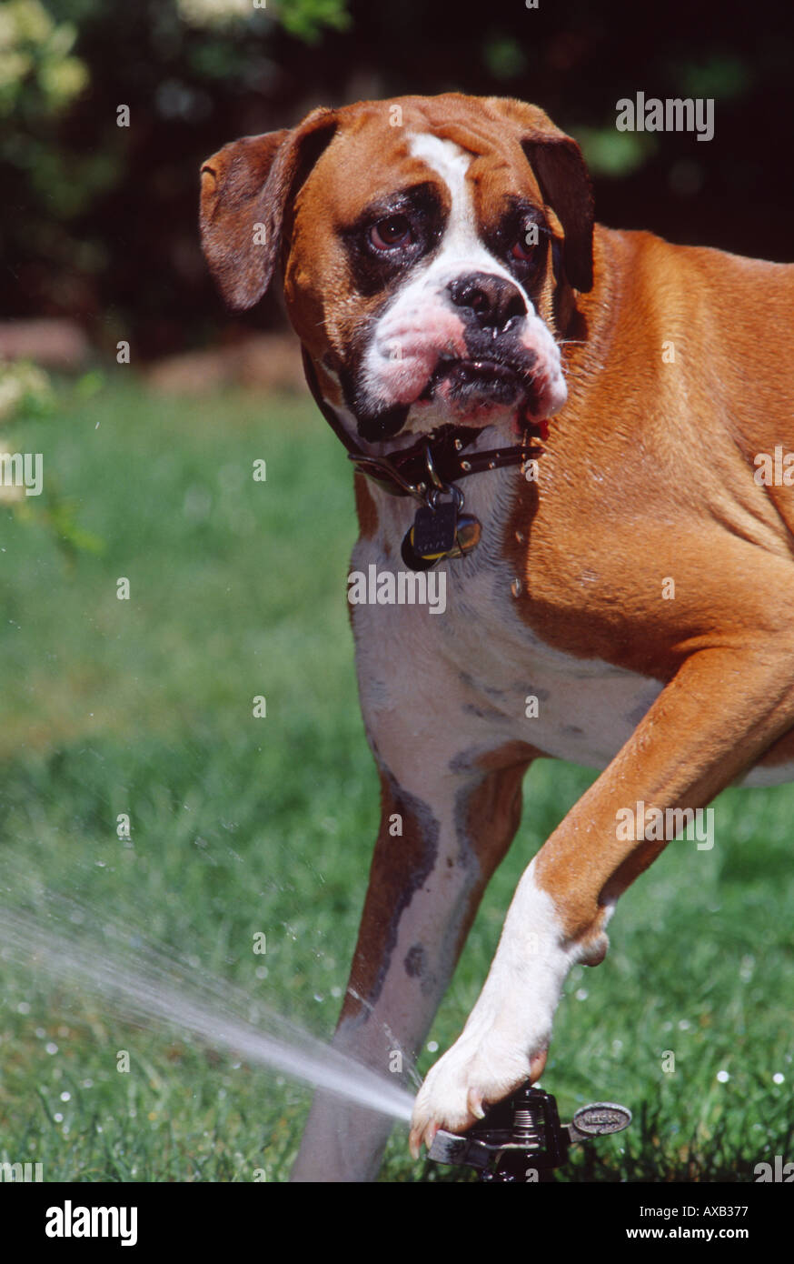 Dog Boxer playing with impulse garden sprinkler paw on sprinkler head ...