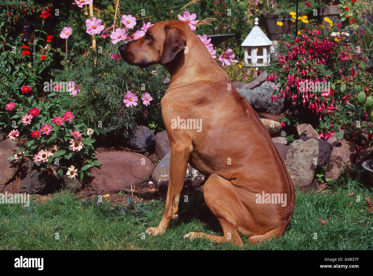 Dog Rhodesian Ridgeback garden setting showing ridge on back PR186 ...