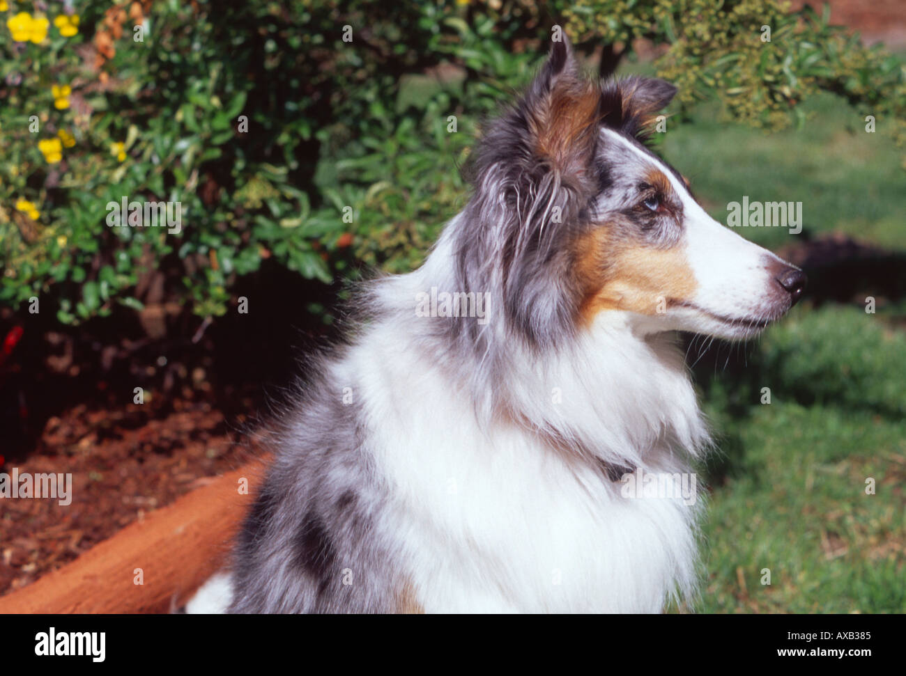 Dog Blue Merle Shetland Sheep Dog profile garden setting PR185 158334 ...