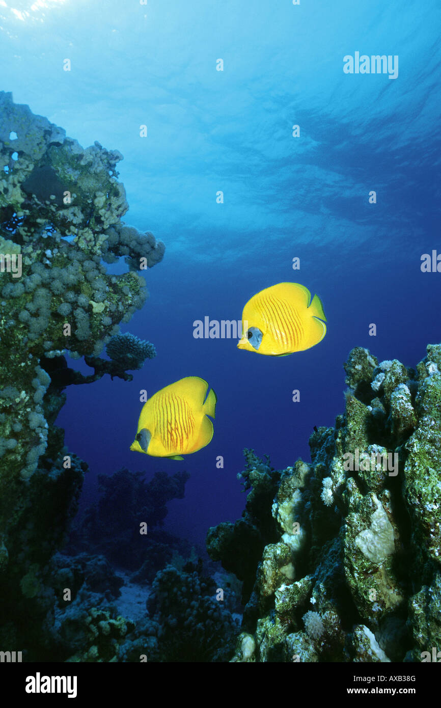 two masked butterflyfishes swimming through coral reef Stock Photo - Alamy