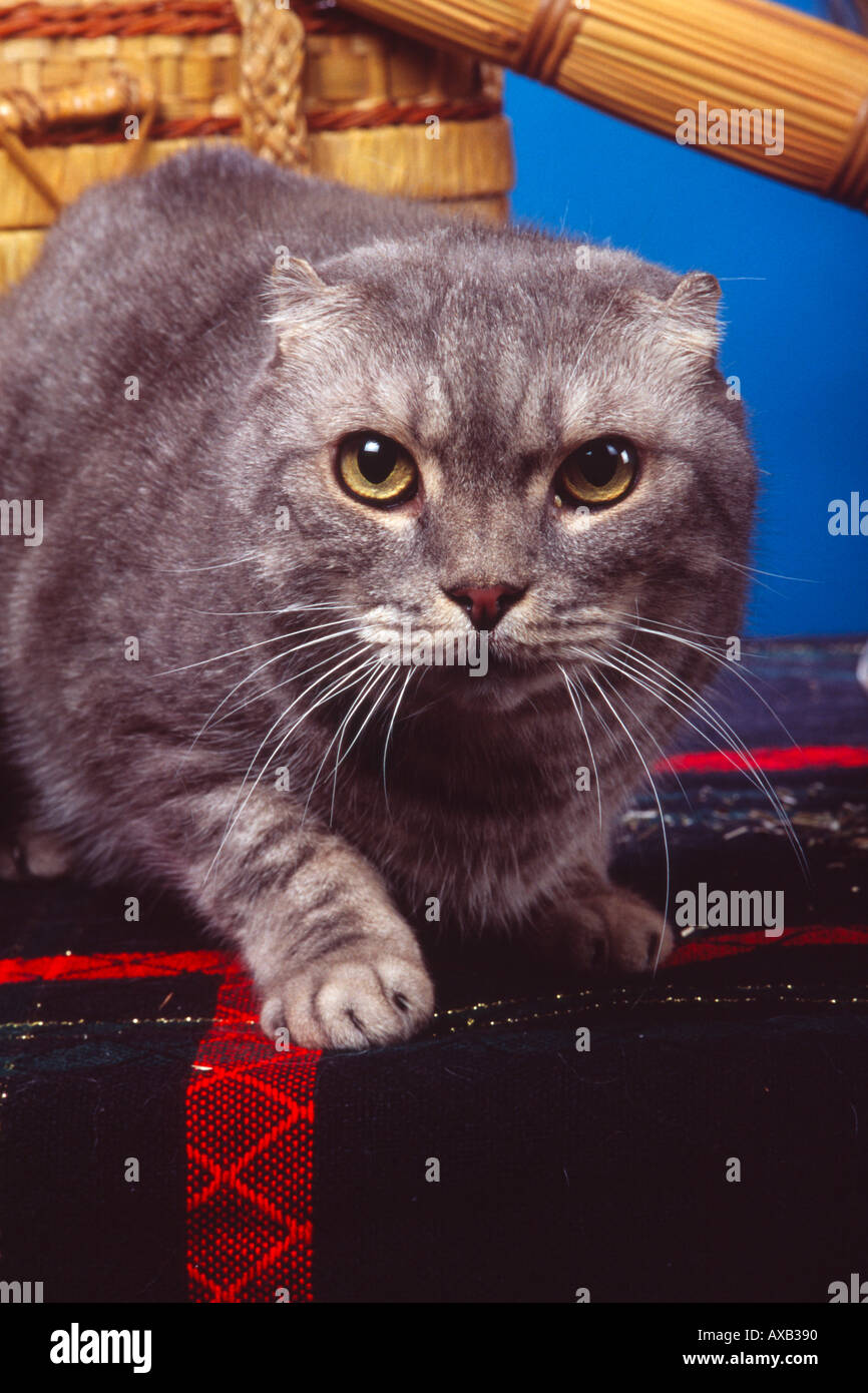 Scottish Scotch Scot Fold Cat intense stare on tartain PR135 158450 ...