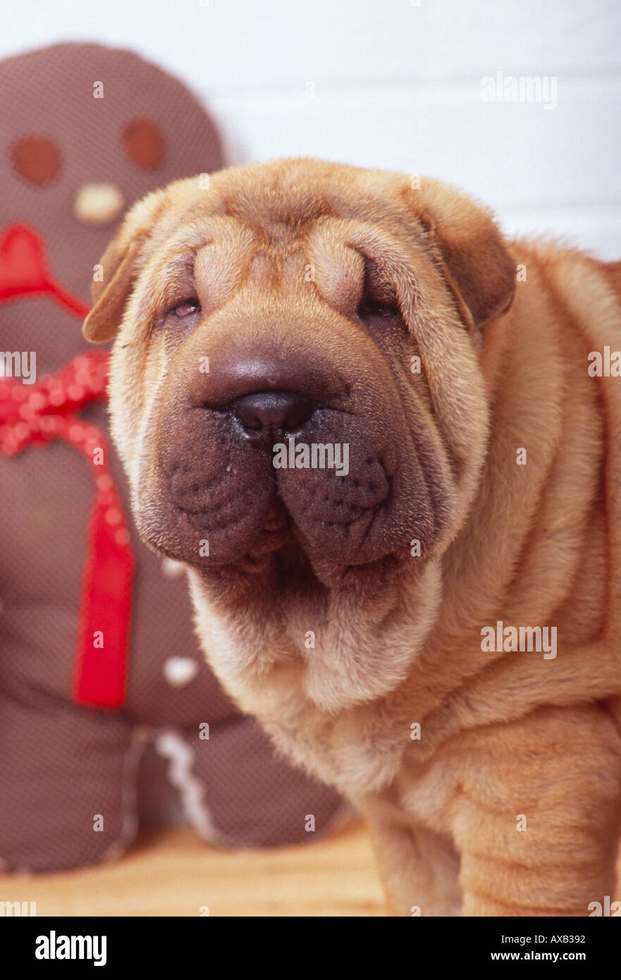 Shar Pei Puppy wrinkled skin PR208 158560 Stock Photo - Alamy