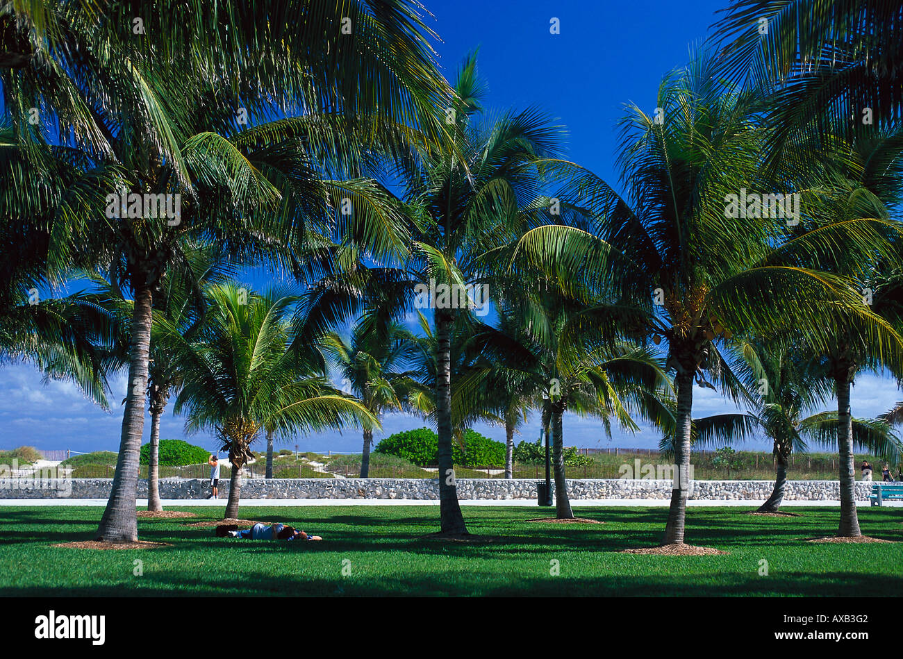 Palm trees, South Miami Beach, Miami Florida, USA Stock Photo - Alamy