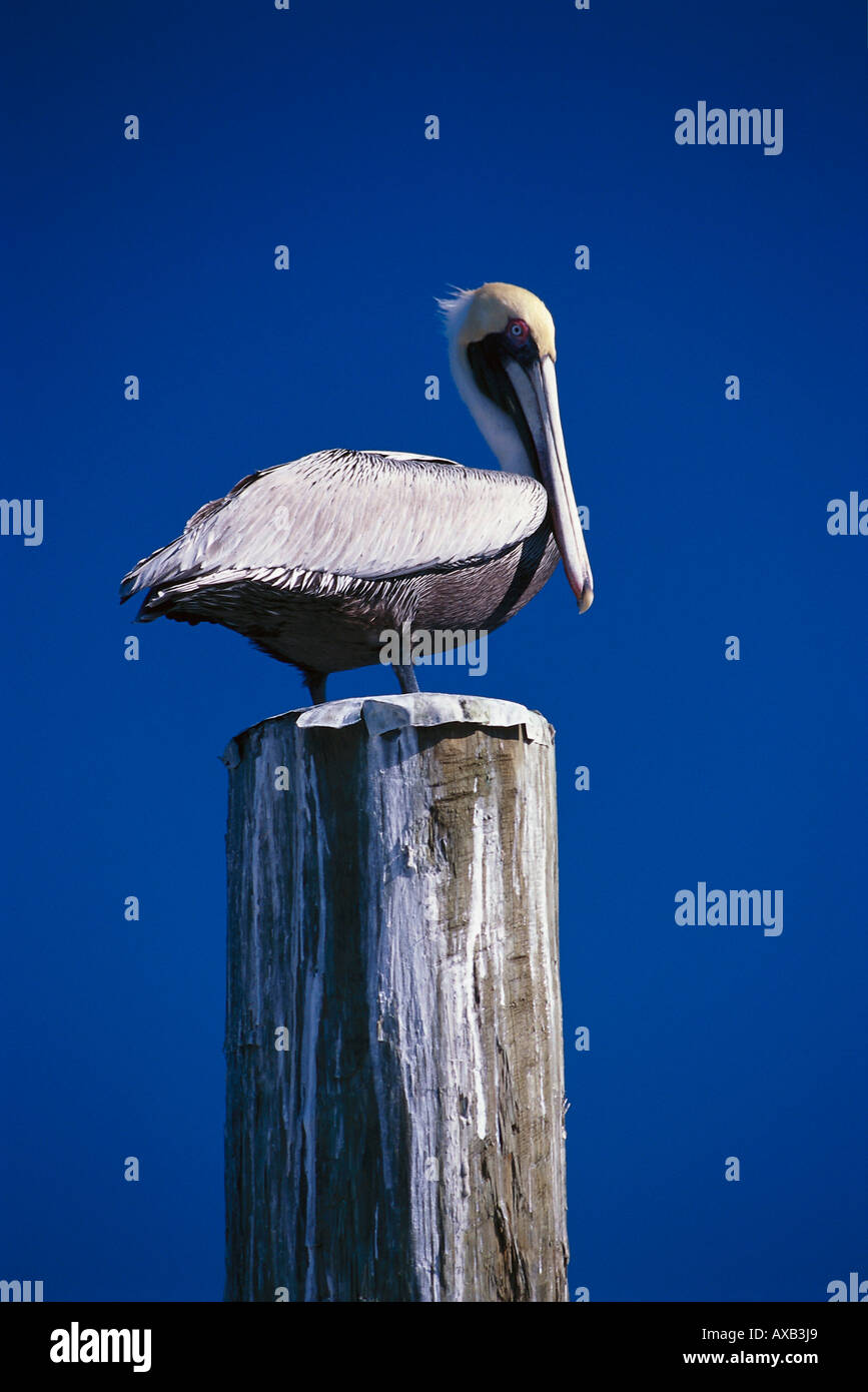Pelican on a pier, Miami Florida, USA Stock Photo - Alamy