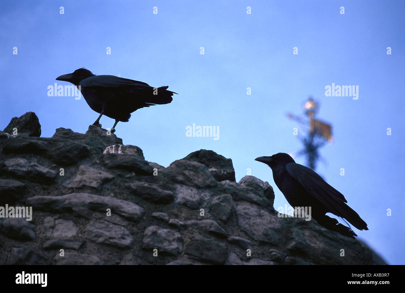 Two ravens hi-res stock photography and images - Alamy