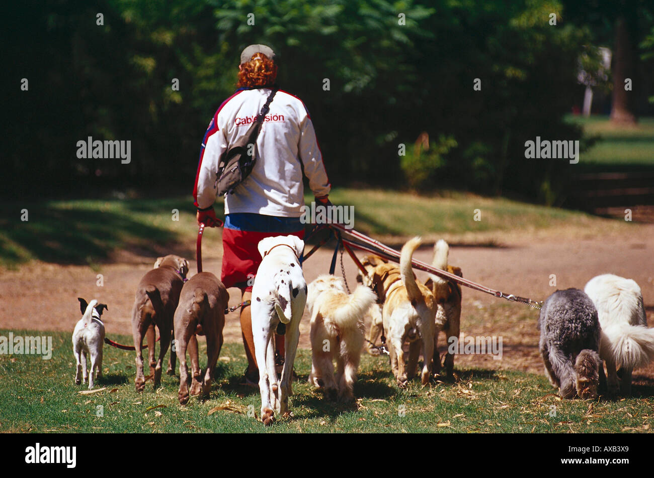 Professional dog walker hi-res stock photography and images - Alamy