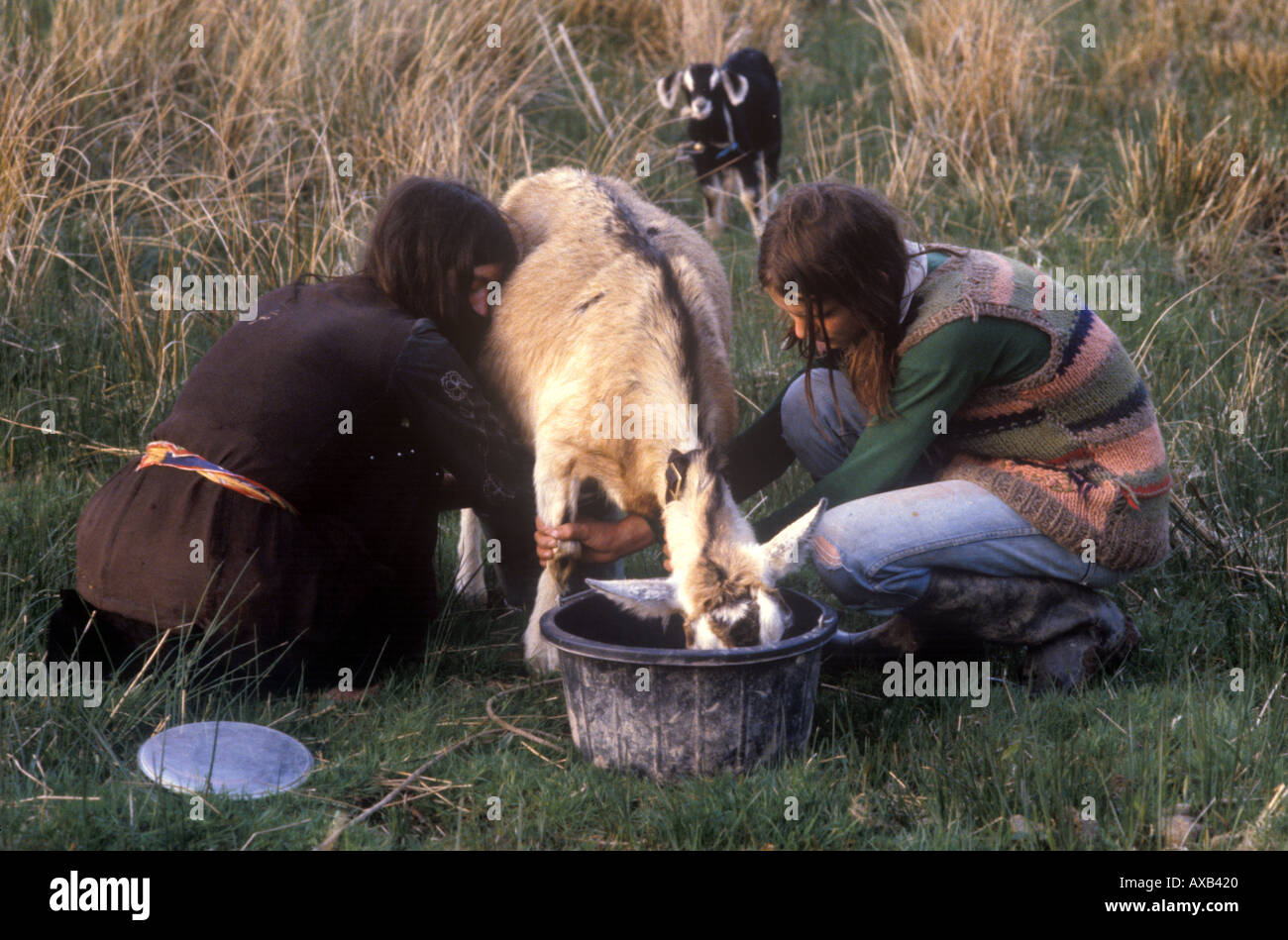 People with Goats in Tipi Village Dyfed Wales UK SB Stock Photo - Alamy