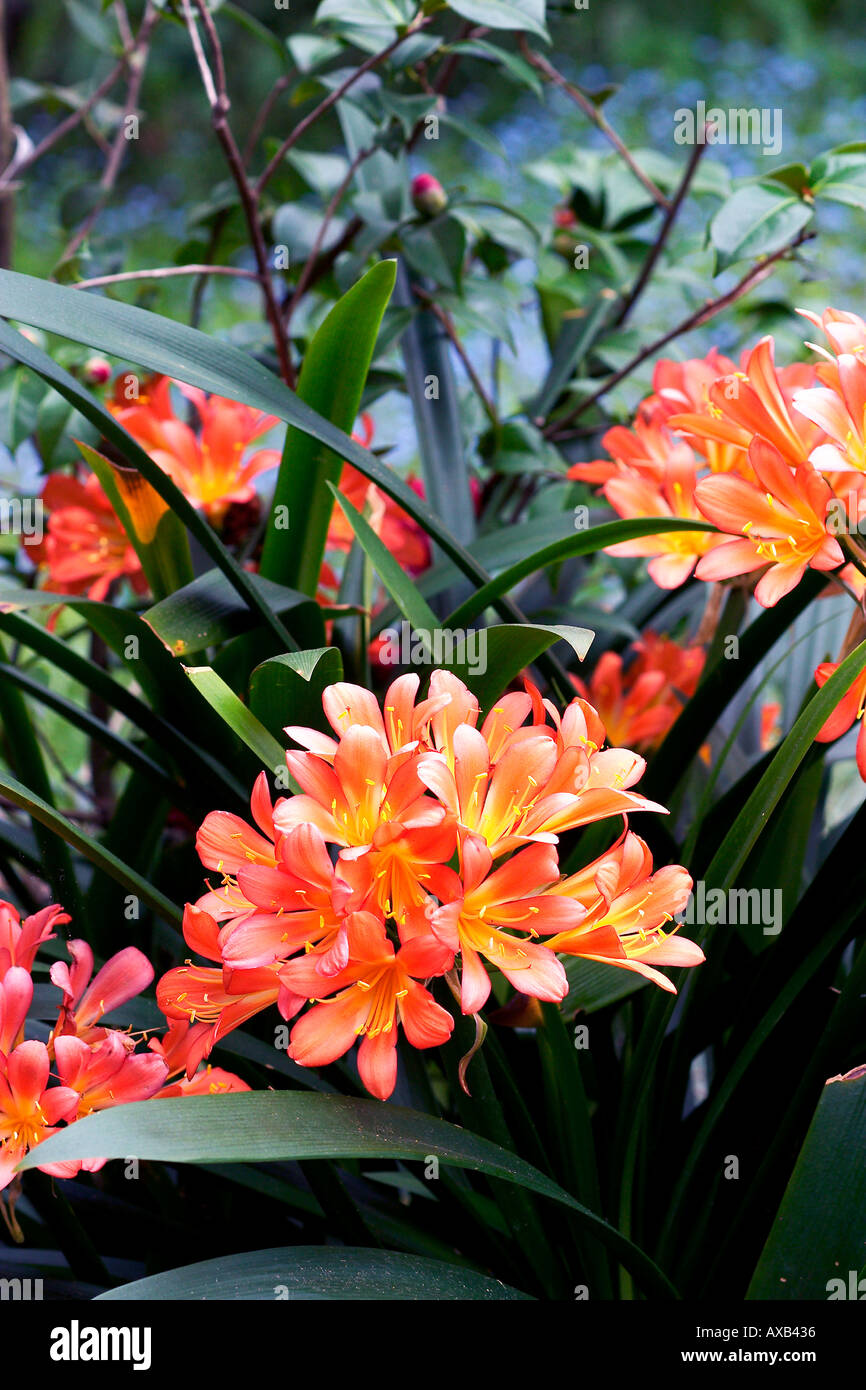 Clivia garden hi-res stock photography and images - Alamy