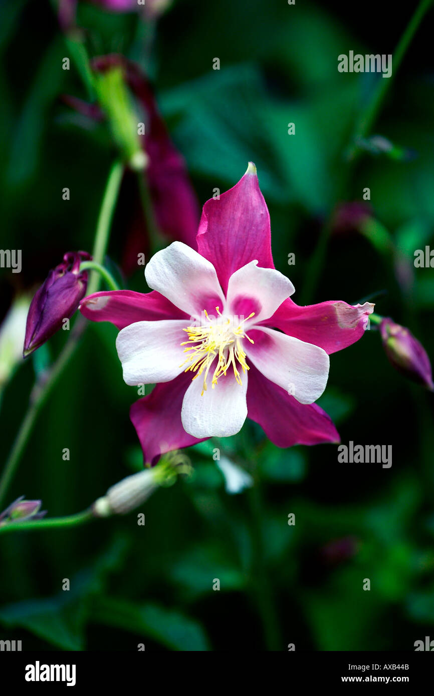 Purple mauve columbine hi-res stock photography and images - Alamy