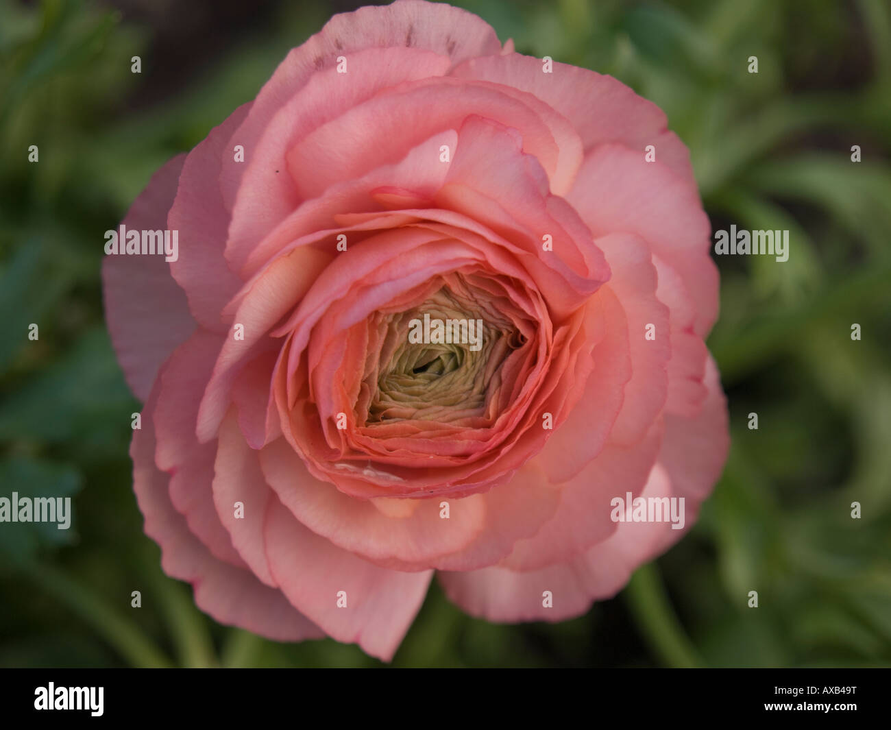 Ranunculaceae pink hi-res stock photography and images - Alamy