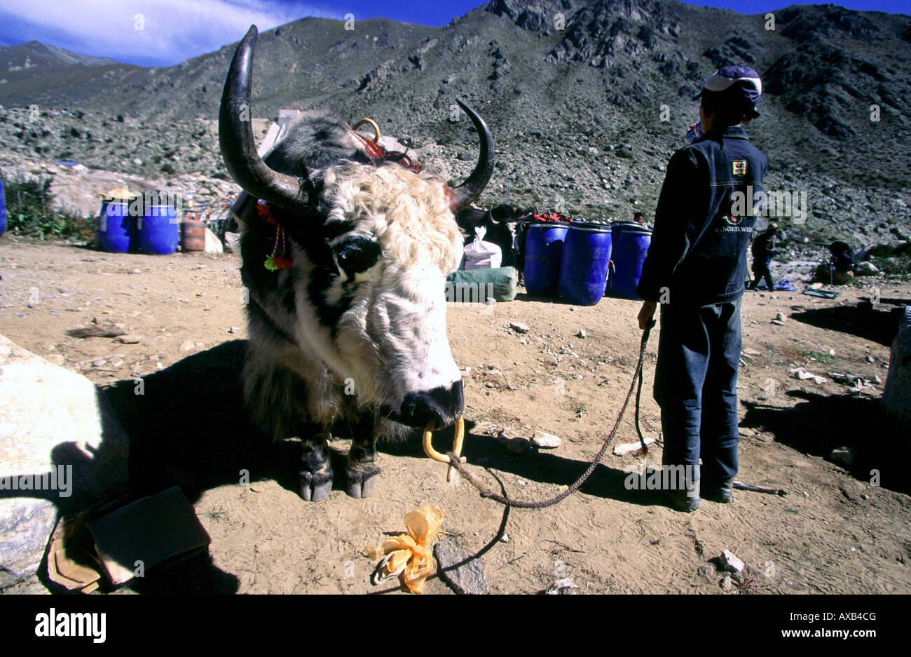 A big yak waiting for heavy load to carry Stock Photo - Alamy