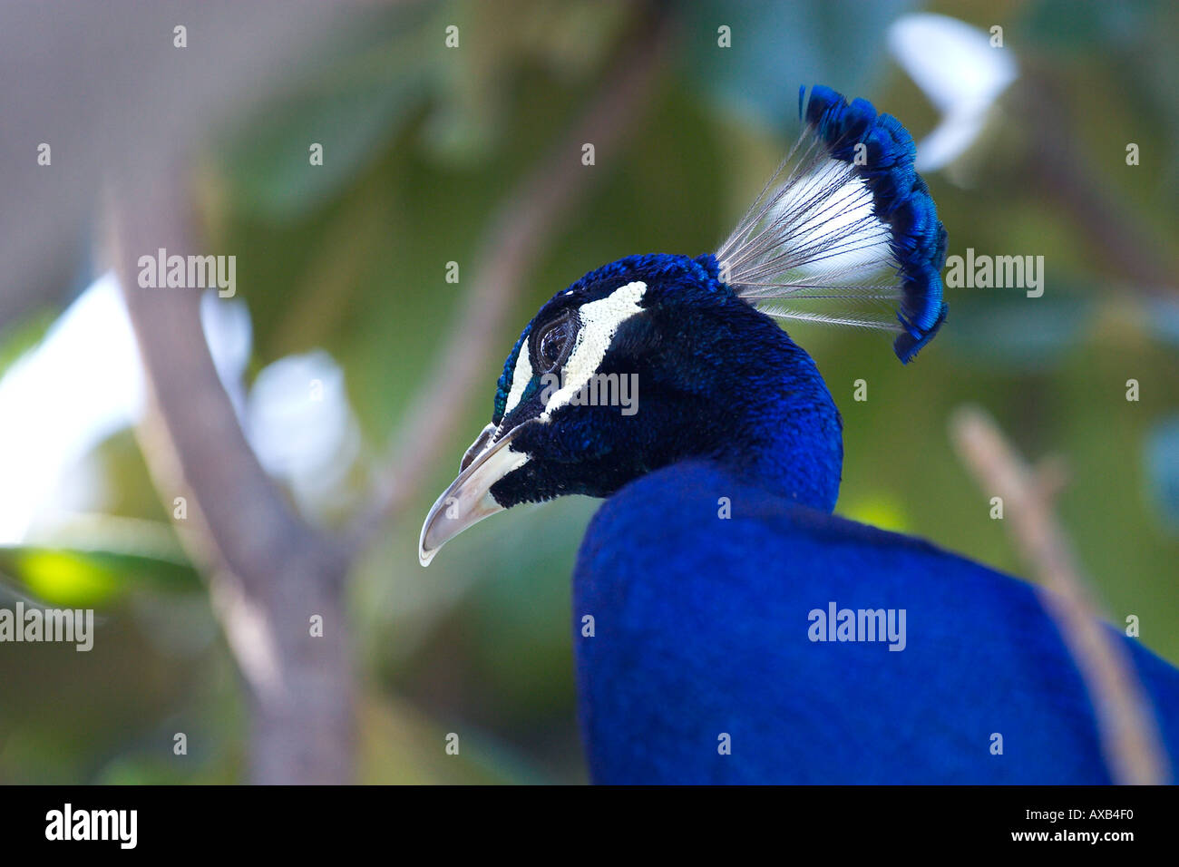Common Peafowl also known as Peacock Stock Photo - Alamy