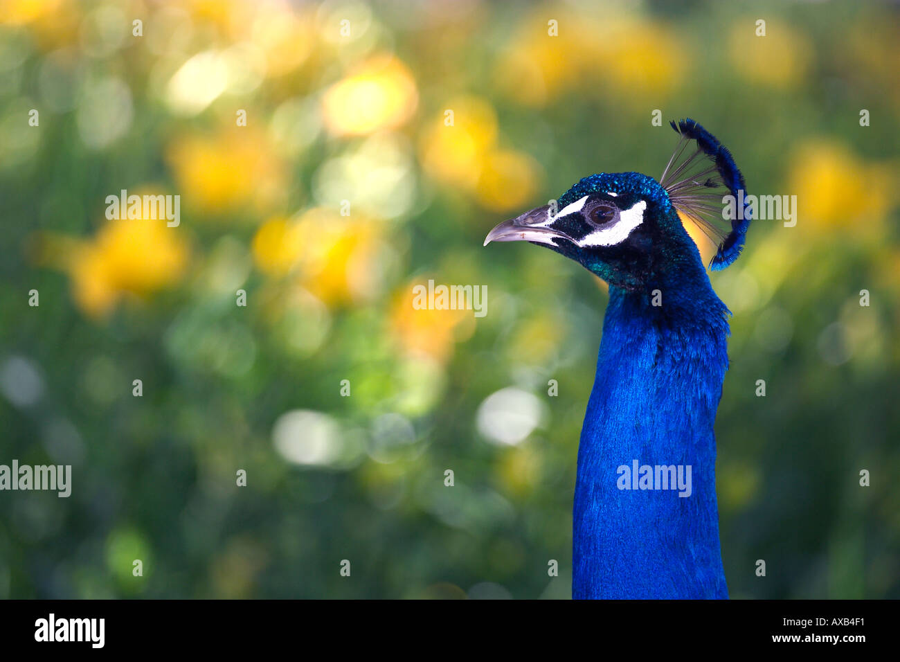 Nbc peacock hi-res stock photography and images - Alamy