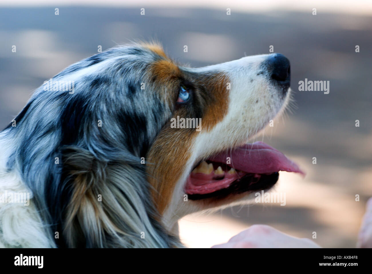 Handsome australian shepherd dog hi-res stock photography and images ...
