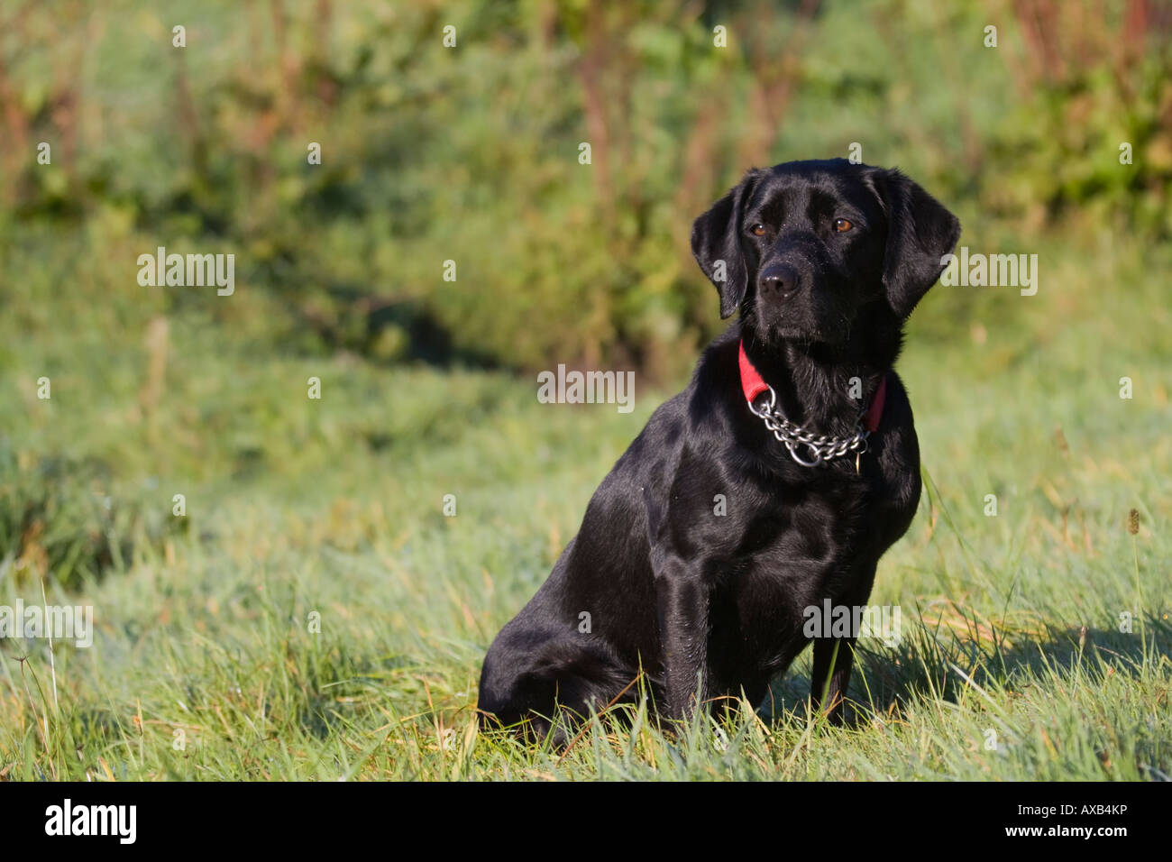 Black labrador gun dog hi-res stock photography and images - Alamy