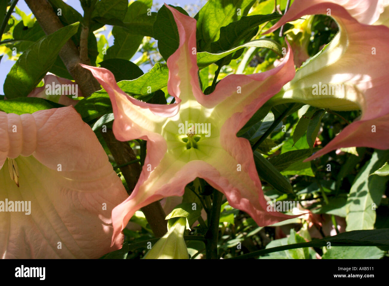 Peach Angels Trumpet Flower in the shape of a five 5 pointed star Stock ...