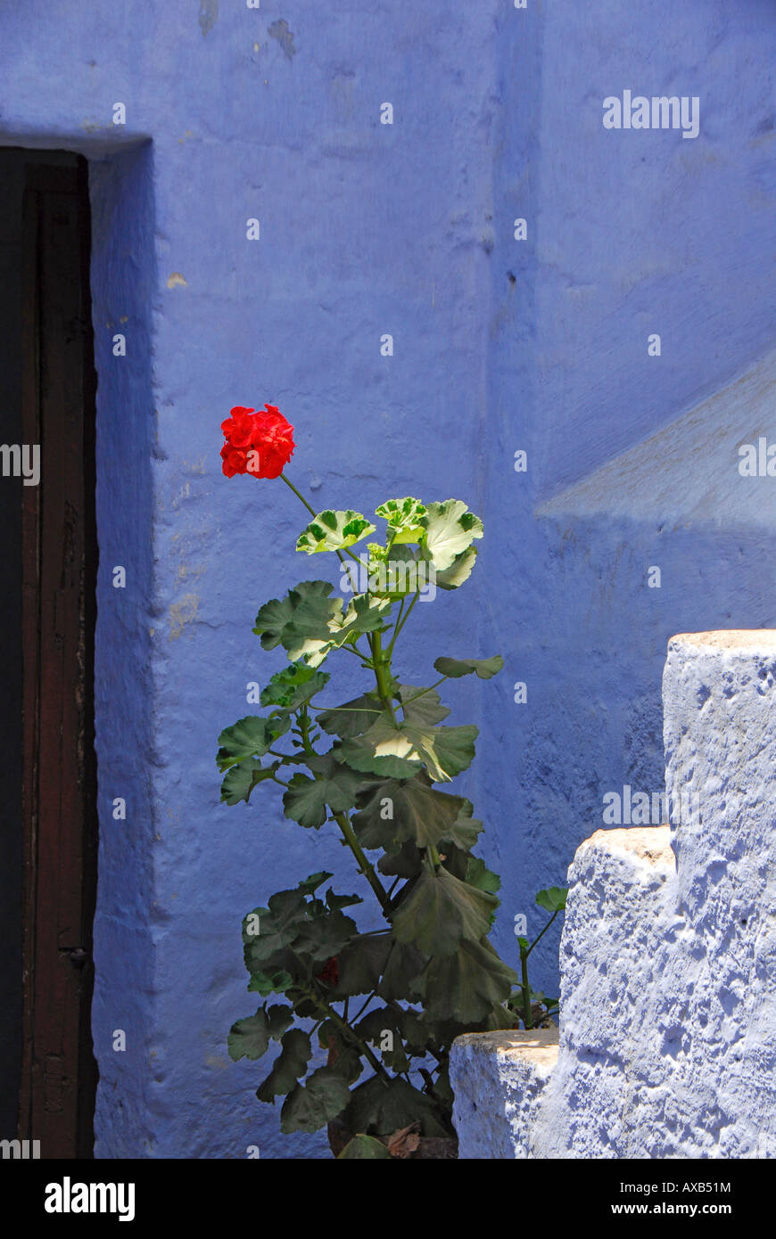 Peru - Arequipa Santa Catalina Convent red flower against blue wall ...