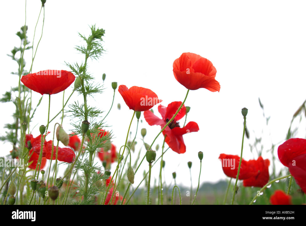 common poppies against blank sky Stock Photo - Alamy
