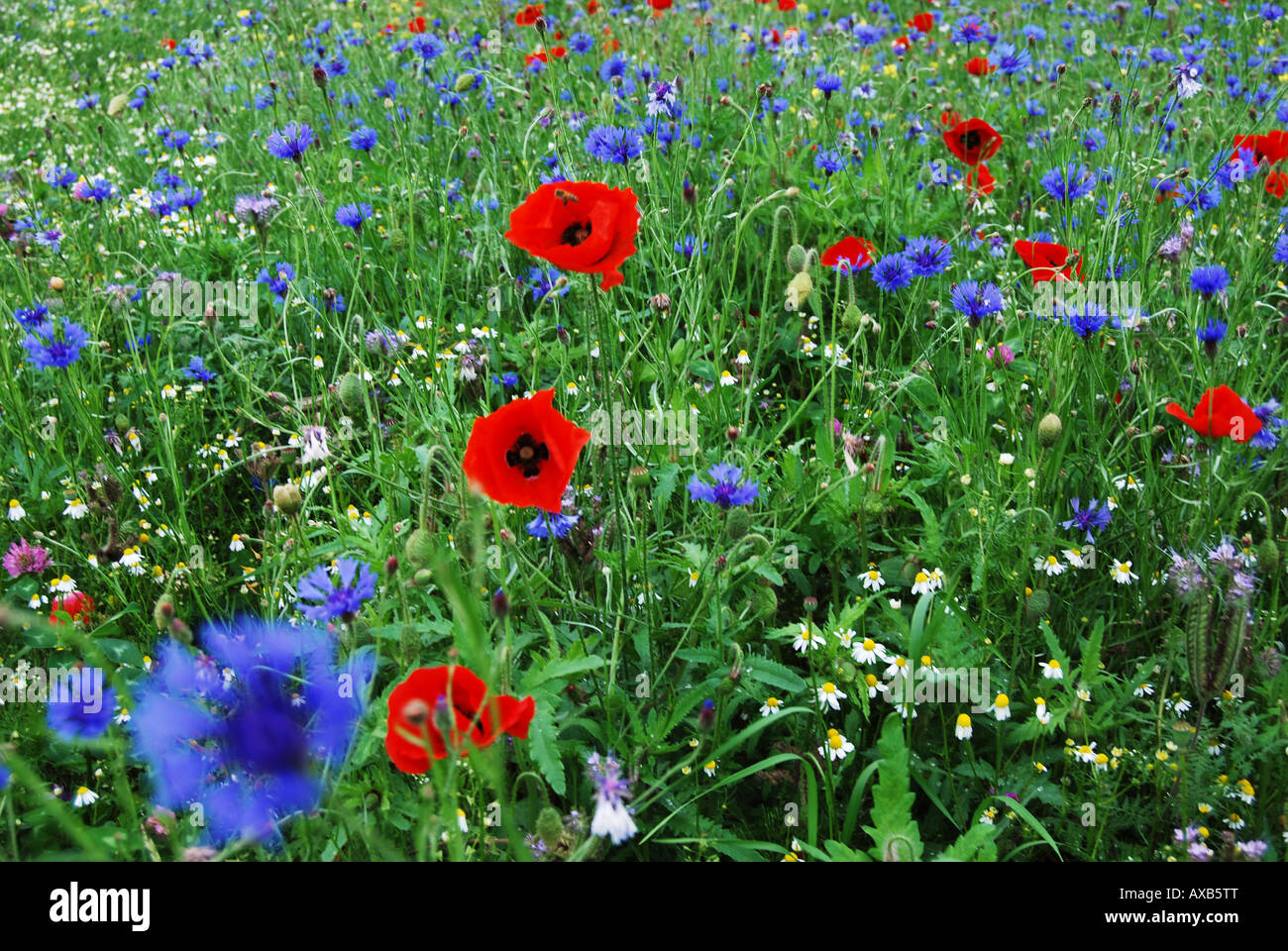 field with colourful wild flowers Stock Photo - Alamy