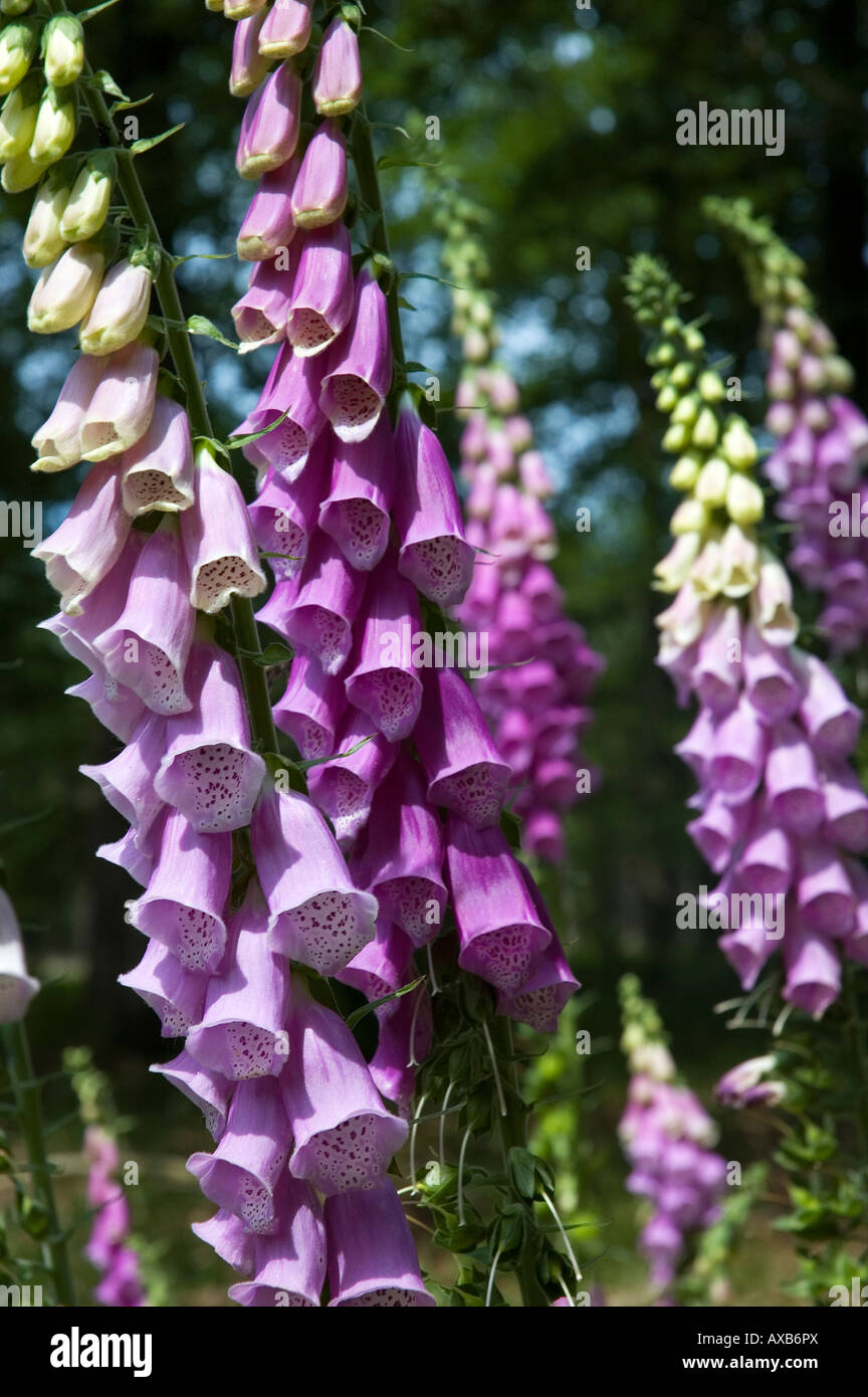 Beautiful closeup of foxglove flowers Stock Photo - Alamy