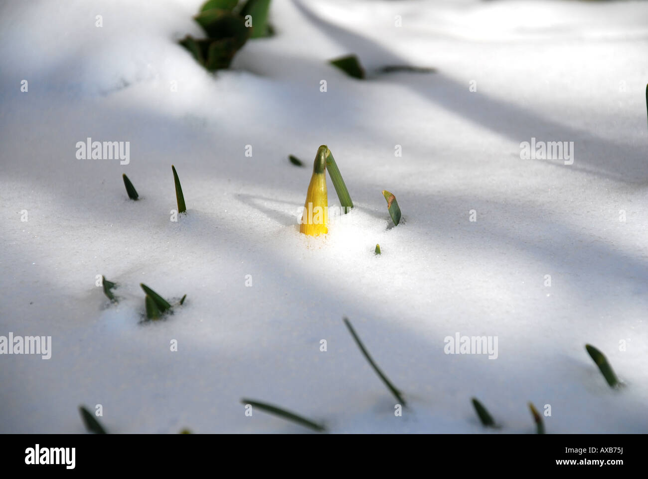 daffodil in snow Stock Photo - Alamy