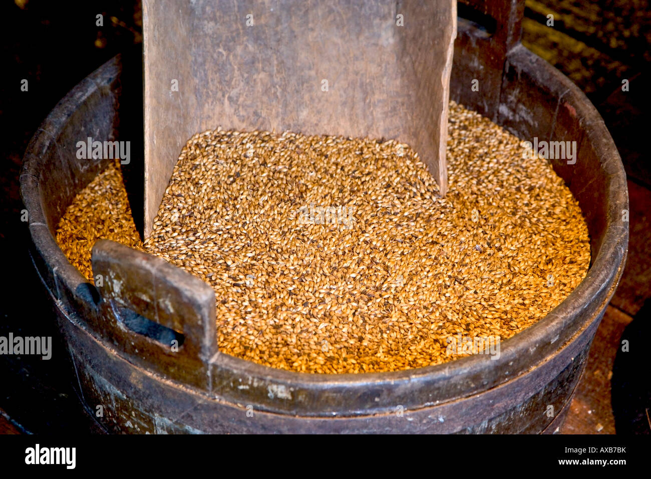 Bucket of hops Stock Photo - Alamy