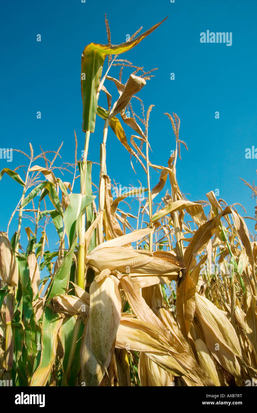 MAIZE - DRYNESS Stock Photo - Alamy