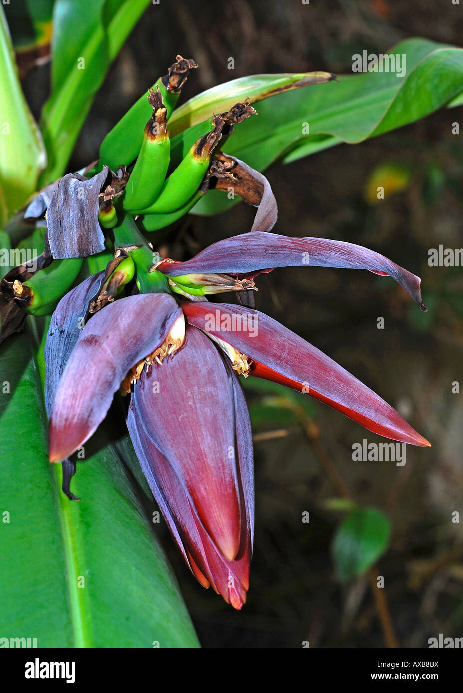 Musa cavendishii syn. Musa acuminata Stock Photo - Alamy