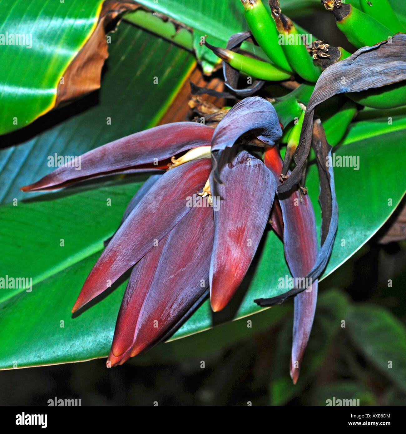 Musa cavendishii hi-res stock photography and images - Alamy