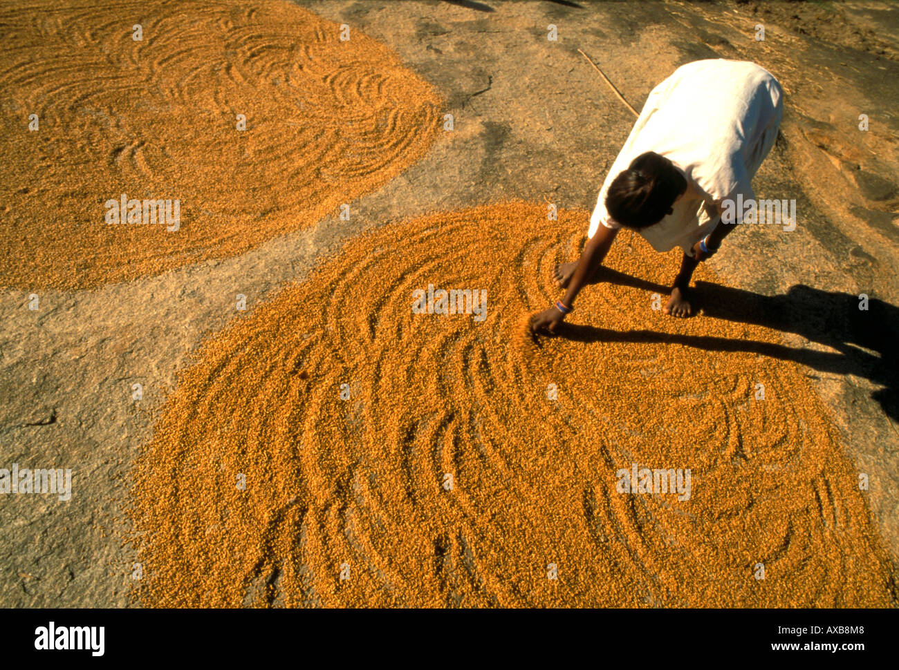 Woman is drying corn in the sunlight, Bihar, Ranchi, India, Asia Stock ...