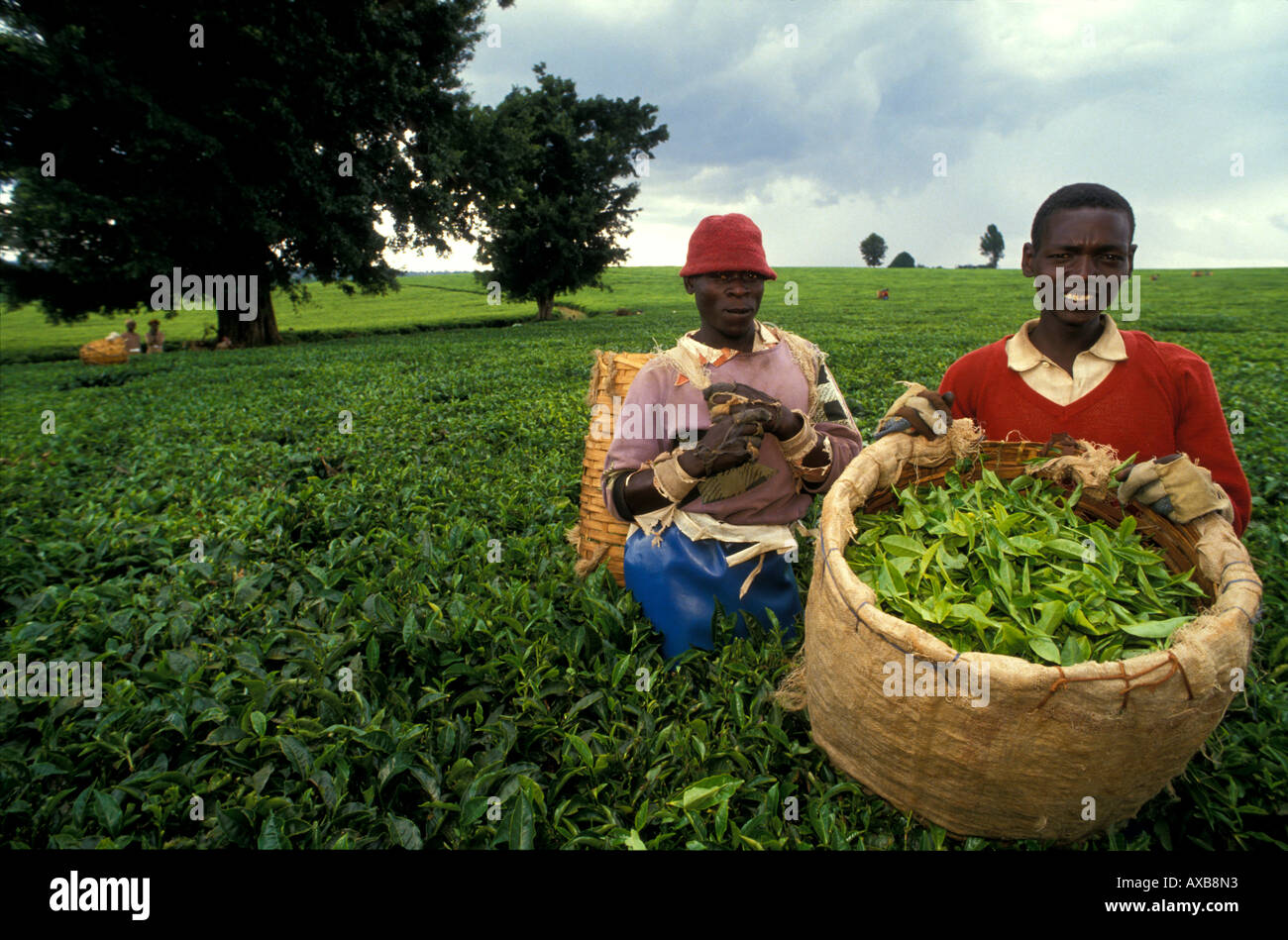 Tea pickers on a tea plantation harvesting tea, Limuru near Nairobi ...