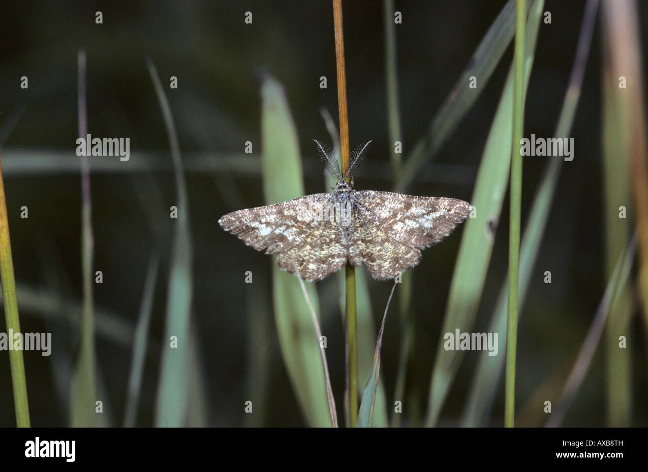 Peppered moth at rest Stock Photo - Alamy