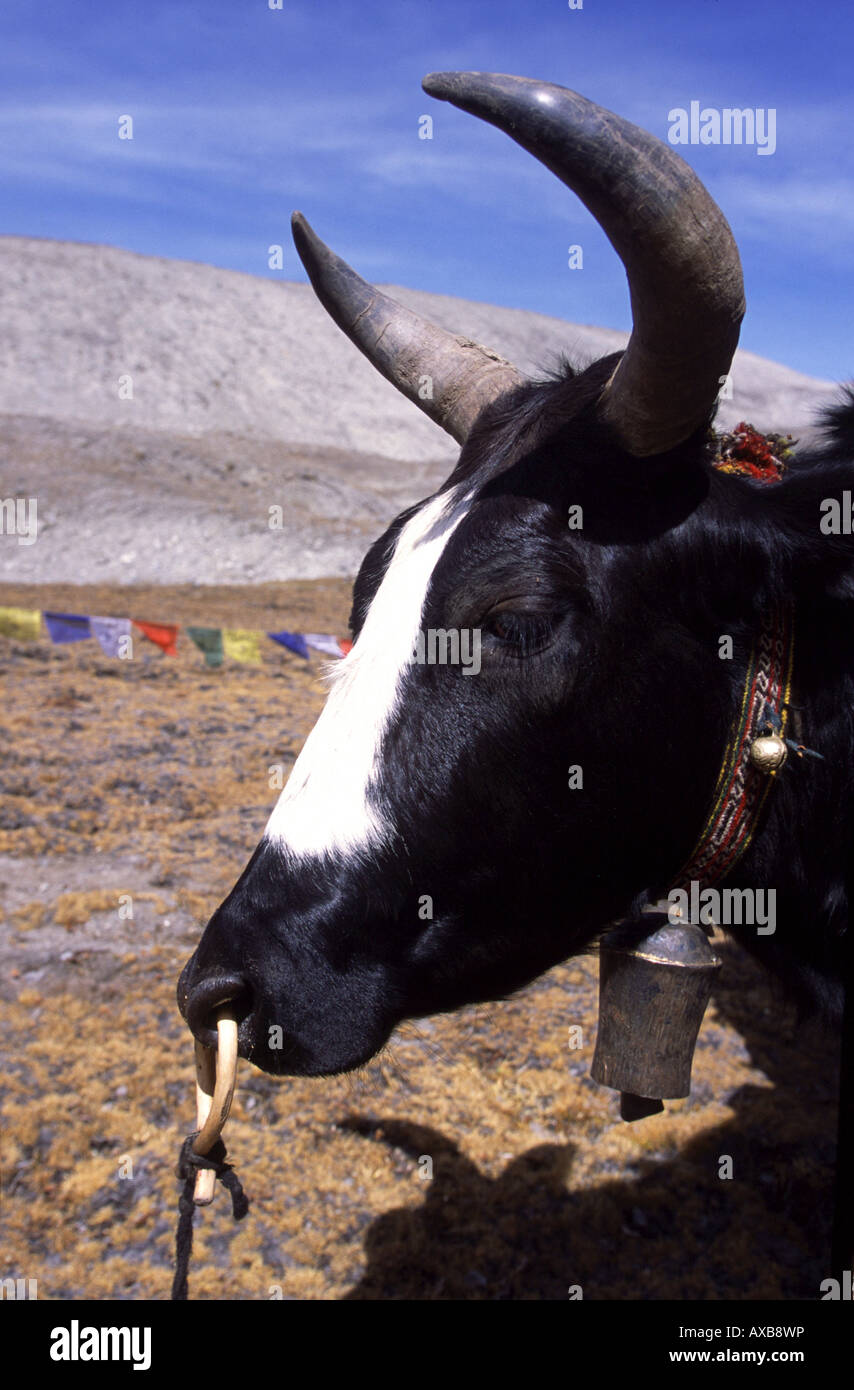 Yak, the Tibetan cattle Stock Photo - Alamy