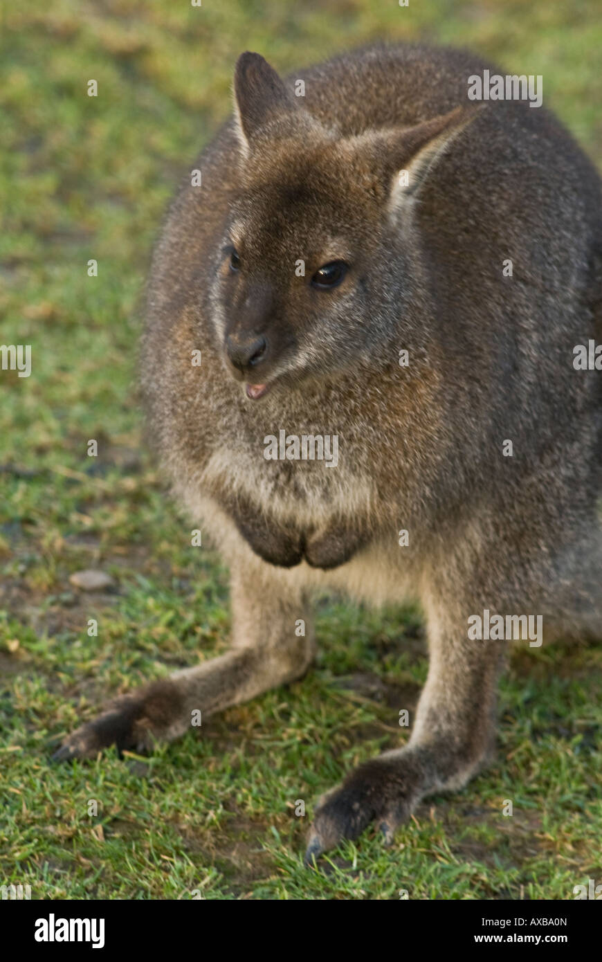 Adult wallaby hi-res stock photography and images - Alamy
