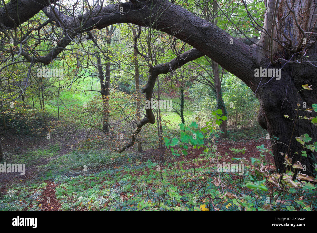 Woodland in Leornard Ellis Park Guildford Surrey Stock Photo - Alamy