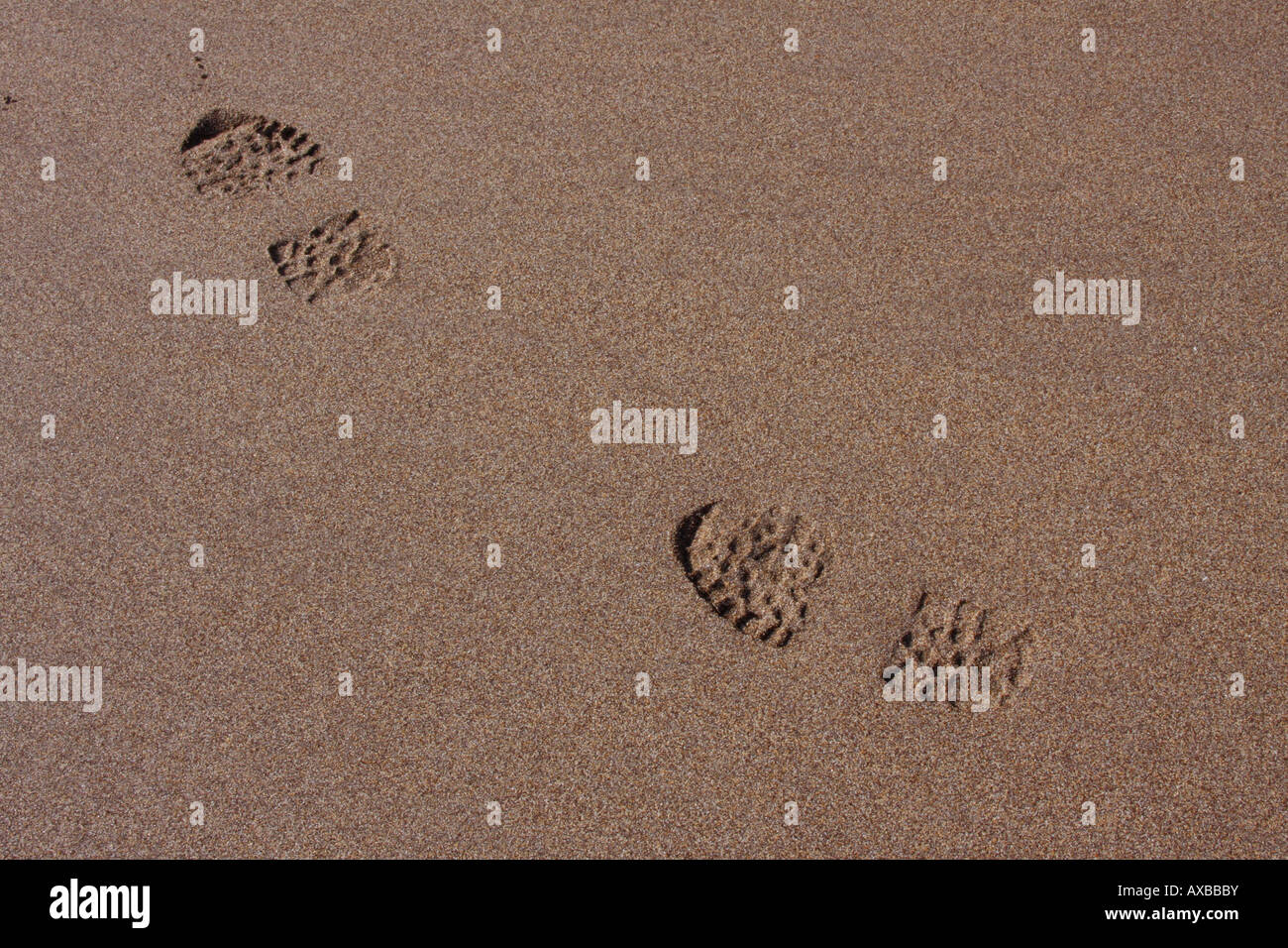 Footsteps foot steps on sand, sandy beach, horizontal shot Stock Photo ...