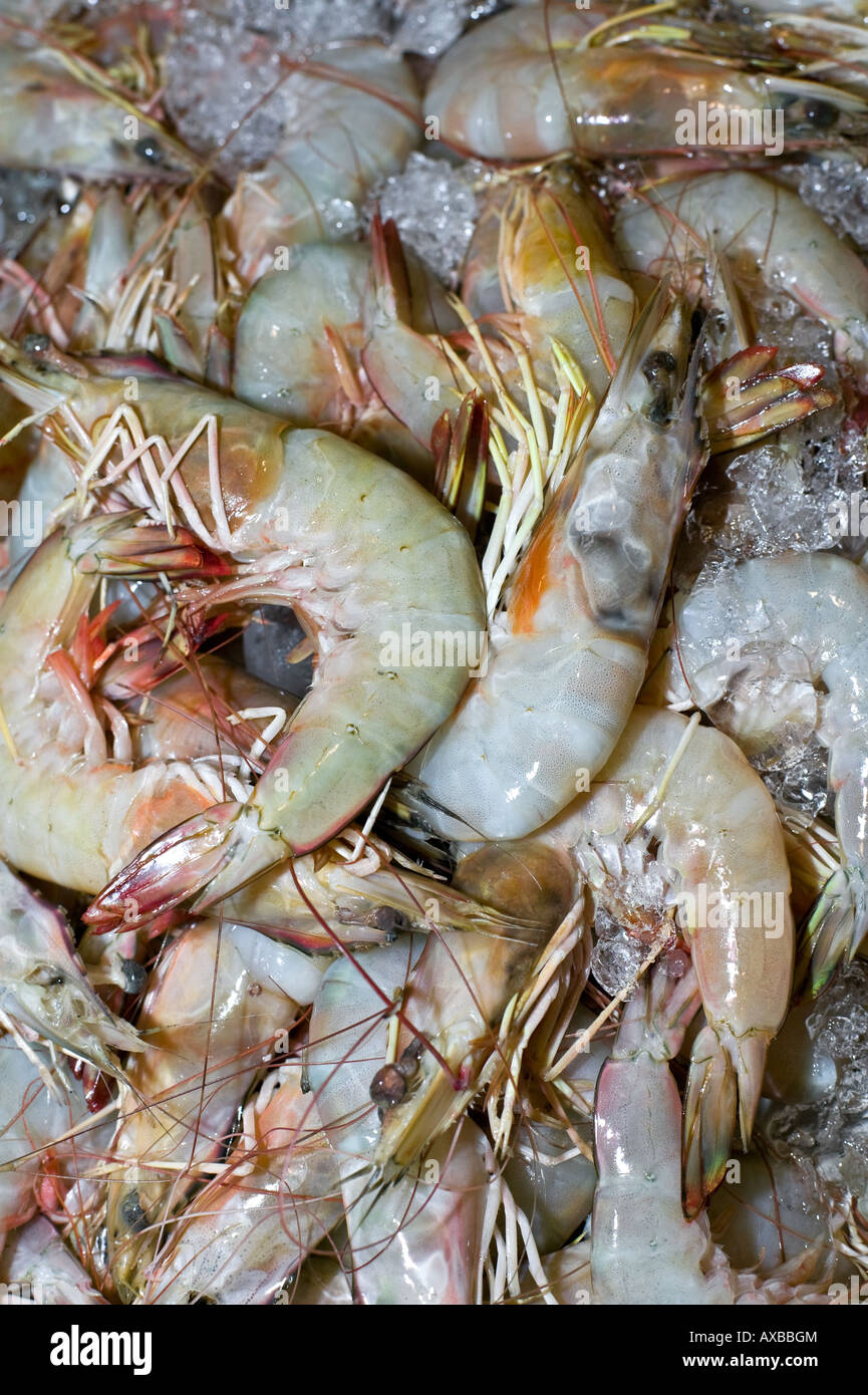 Iced prawns hi-res stock photography and images - Alamy