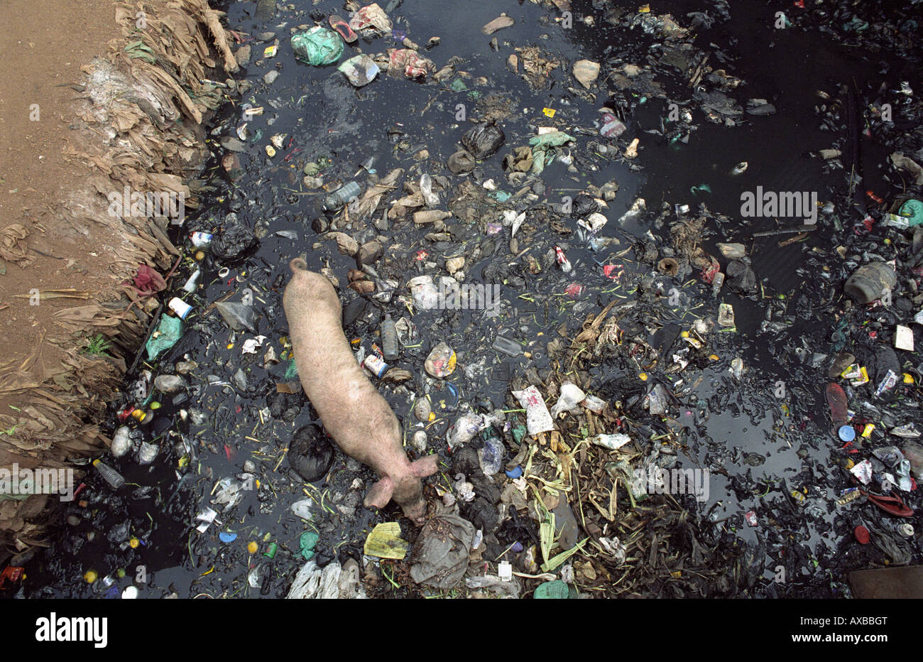 a pig feeding from the open sewage system in the biggest slum in Africa ...