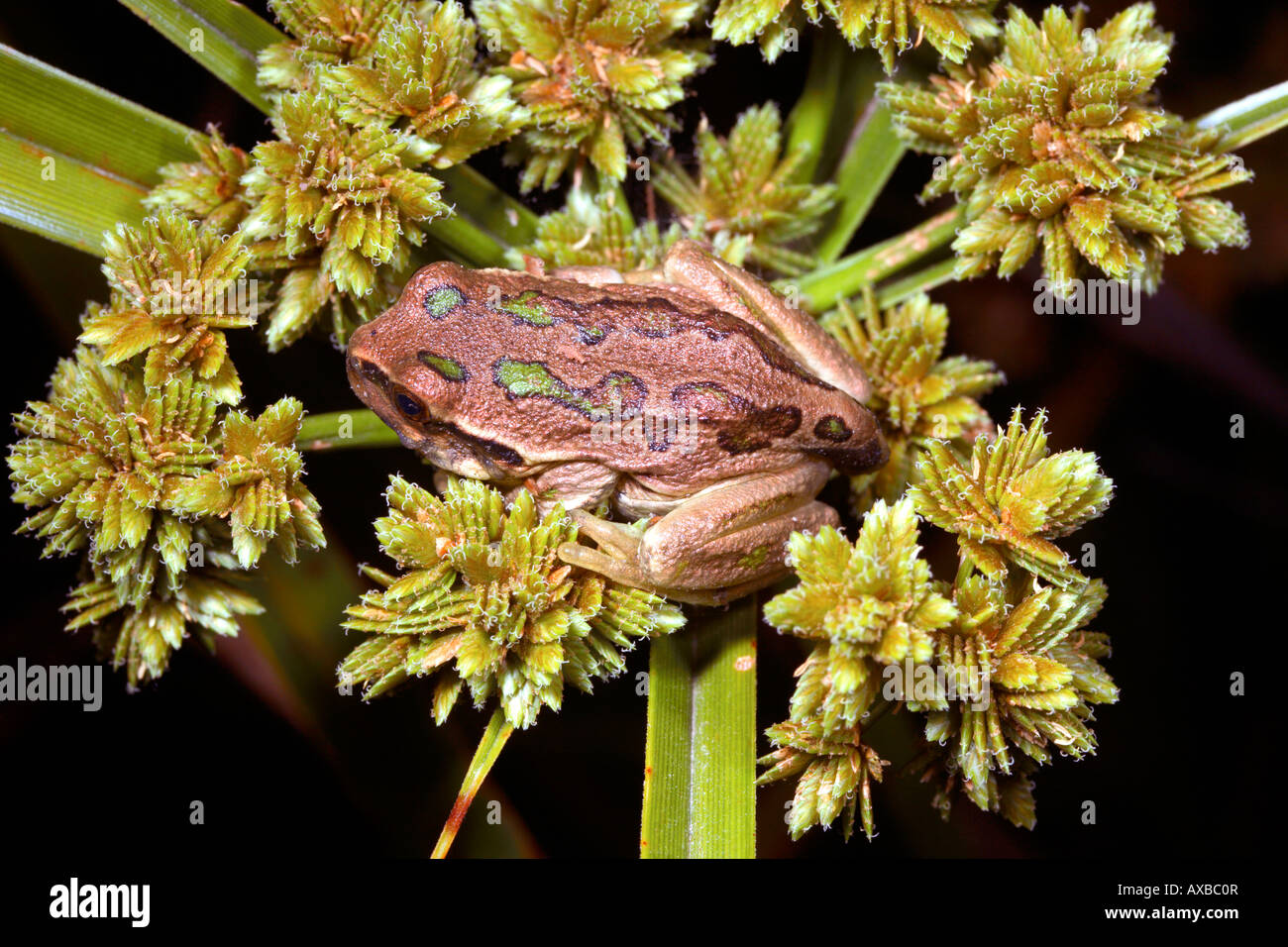 Andean marsupial treefrog hi-res stock photography and images - Alamy