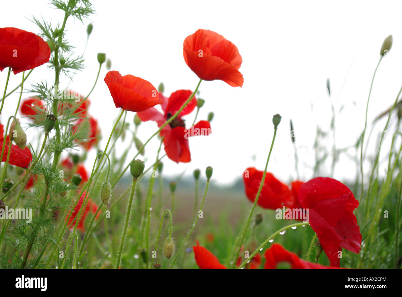 common poppies against blank sky Stock Photo - Alamy